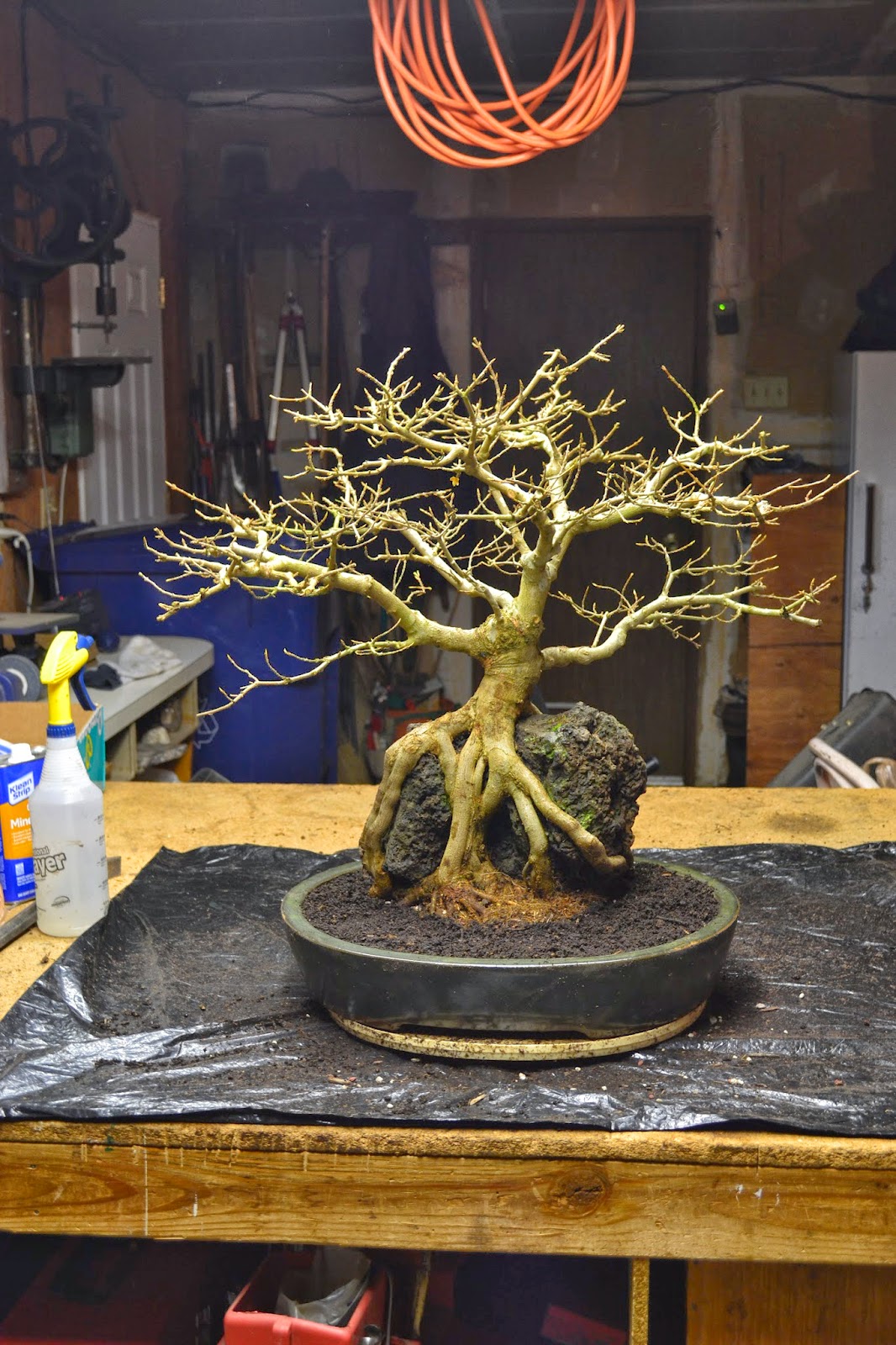 Linda Letters:: Bonsai