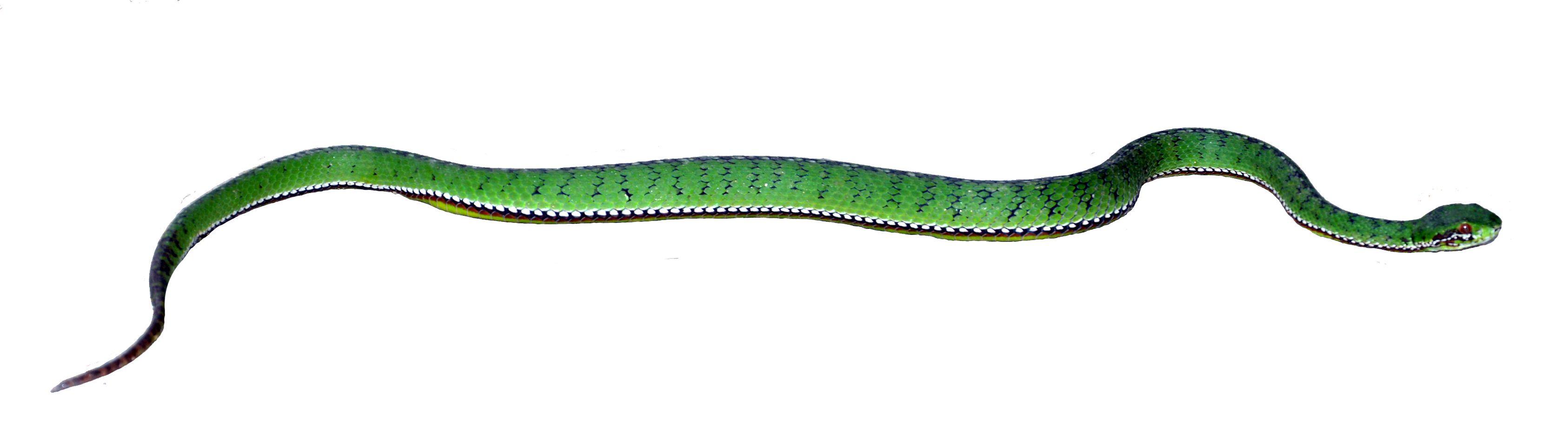 A Bhutanese Herpetographer: A Guide to the Reptiles of Bhutan