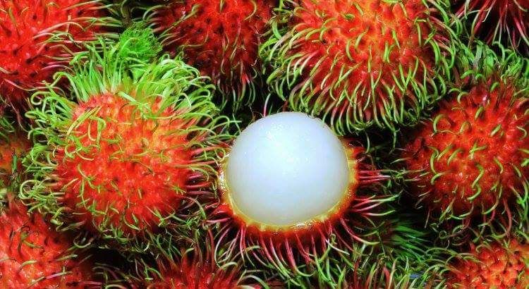 RAMBUTAN ANAK SEKOLAH TREE