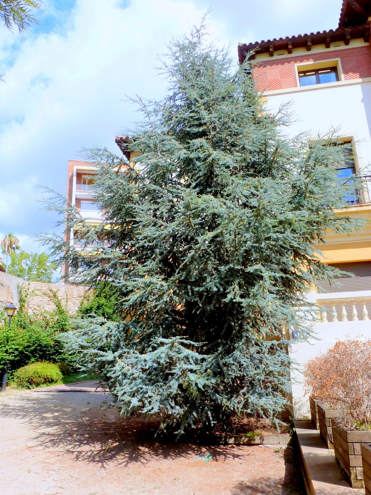 Árboles con alma: Cedro del Atlas. Cedre atlantic, (Cedrus atlantica)