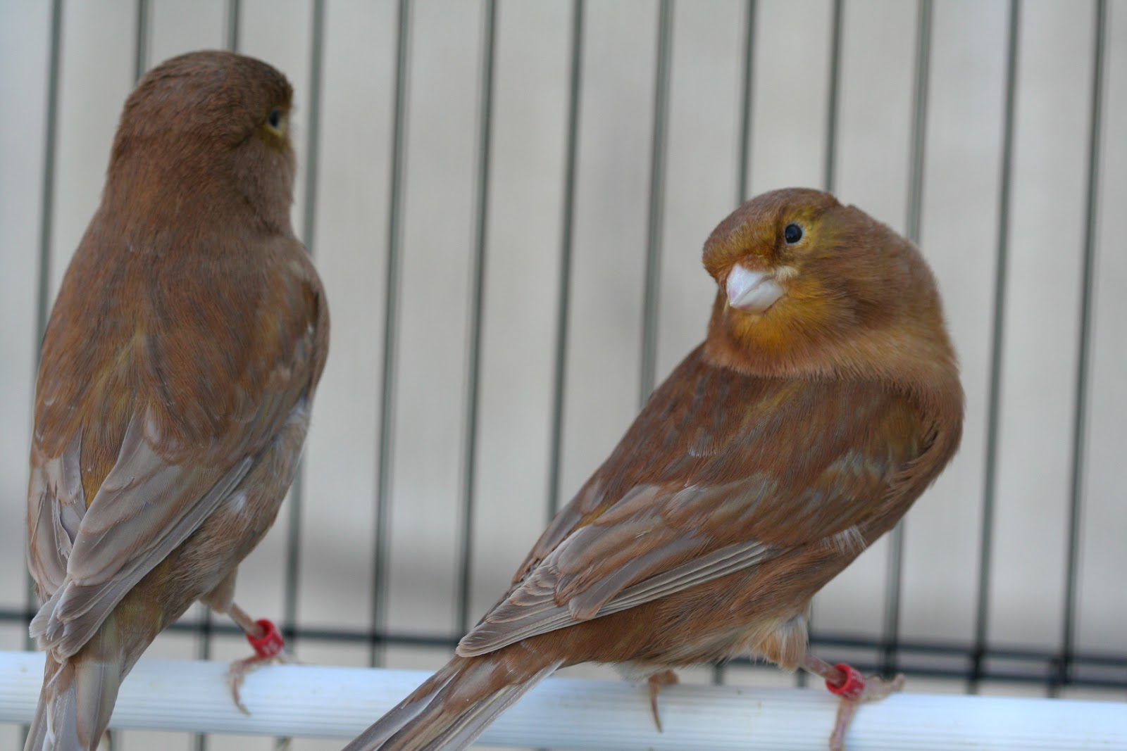 Silva's Birds: Color Canaries 1