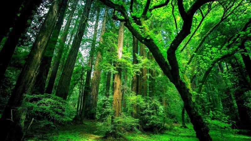 Forest Blog نباتات تعيش في الغابة المطيرة