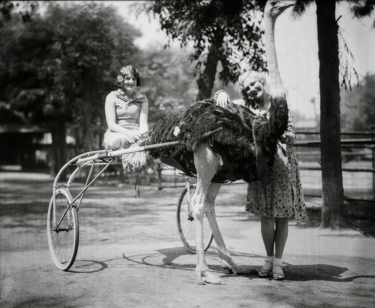 Just A Car Guy: ostrich racing carts and around the farm ostrich wagons