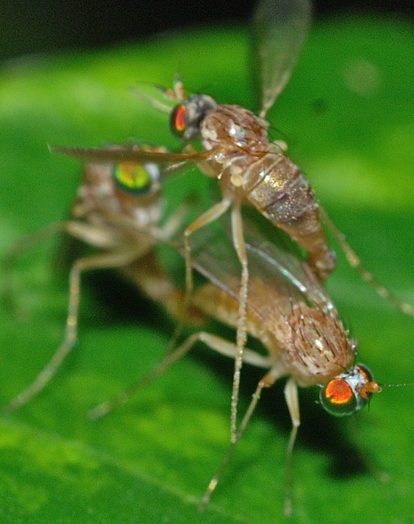 Bosque despierto: Mosca amarilla de patas largas