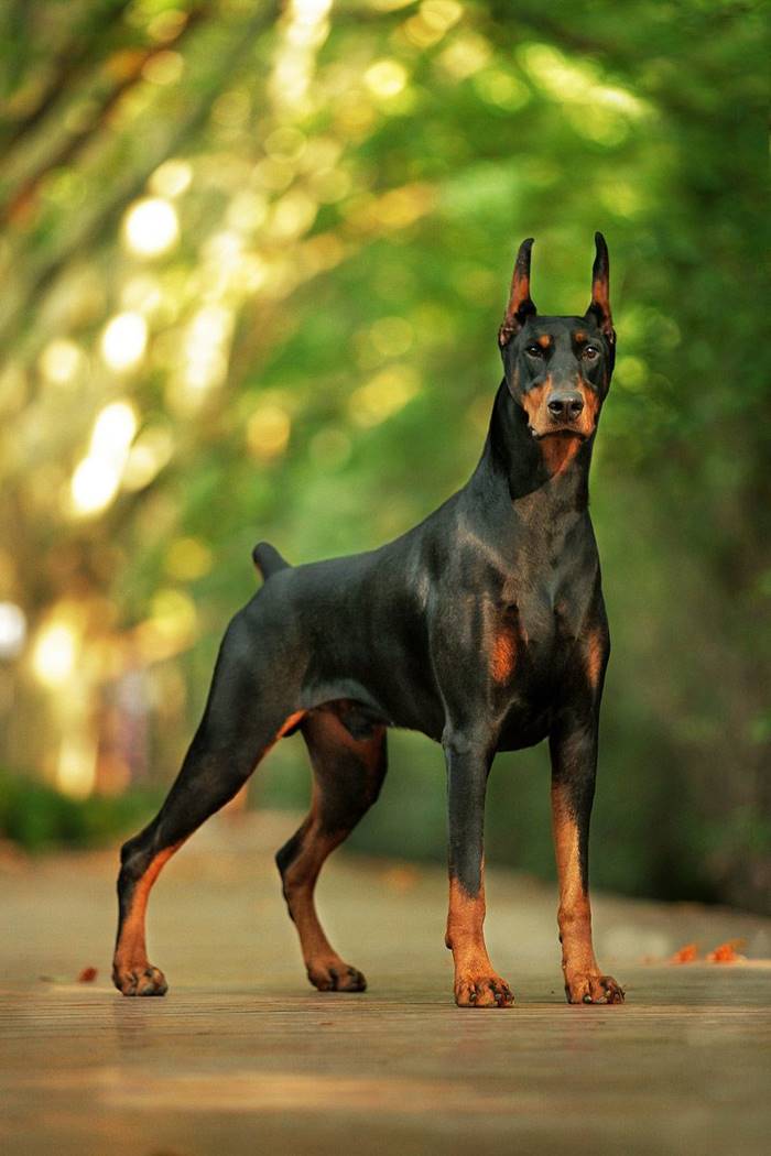Chingum — Discover Curiosities: Top 10 Fastest Dog Breeds In The World