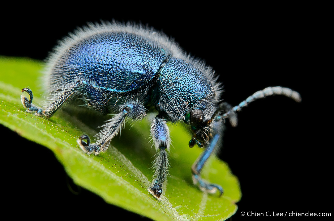 Malaysian Nature Society Kuching Branch: An Introduction to the Insects
