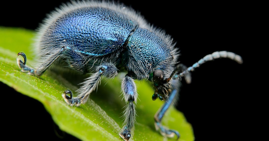 Malaysian Nature Society Kuching Branch: An Introduction to the Insects