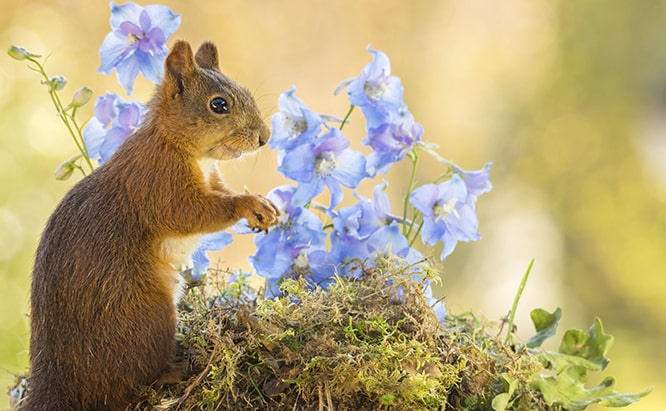 Q Solved A Population Of Squirrels Living In A Habitat Covering 150 Hectares Is At 80 Of The q-solved-a-population-of-squirrels-living-in-a-habitat-covering-150-hectares-is-at-80-of-the