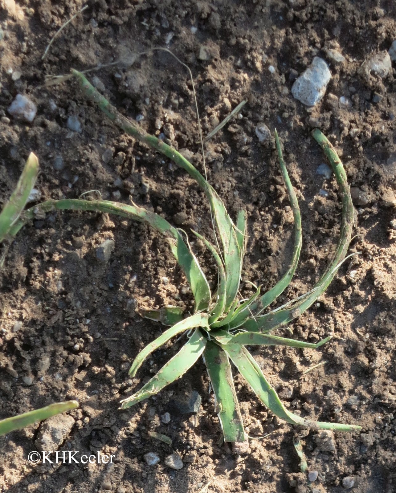 A Wandering Botanist: Plant Story: small soapweed, Yucca glauca