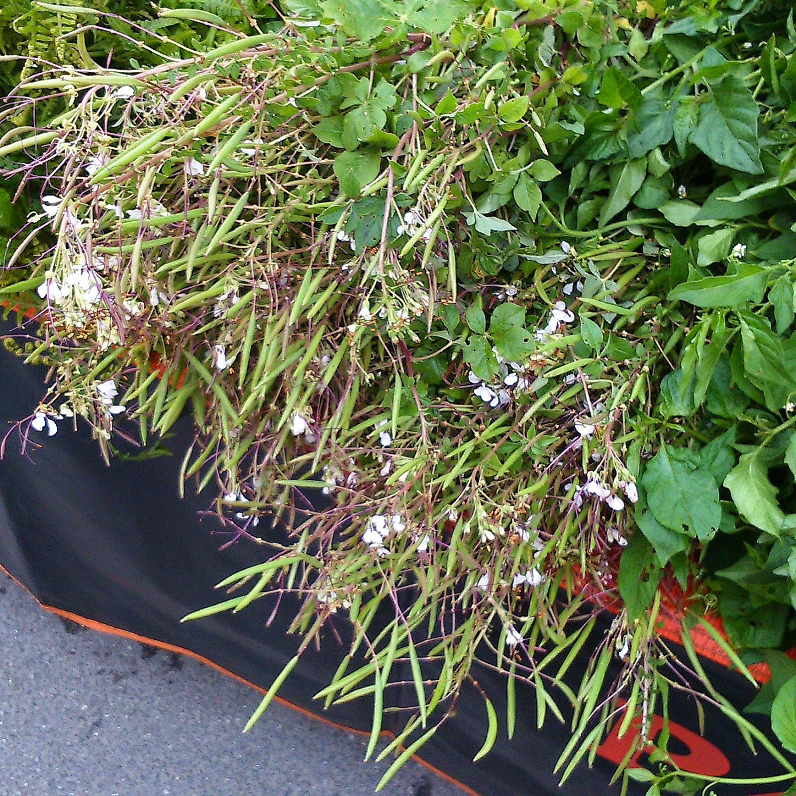 THE IRON BRIDGE: Dari Sayur Maman ke Gulai Tangkis