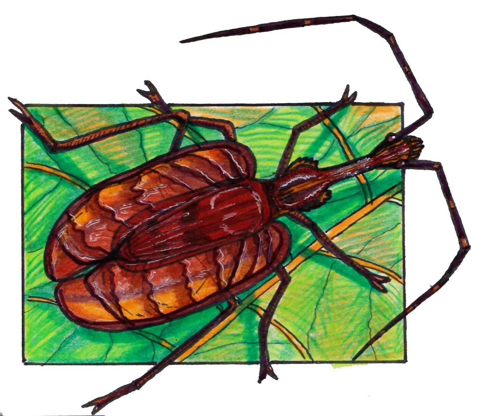 ZooTrophy Animal-a-Day Database: #804: Violin Beetle