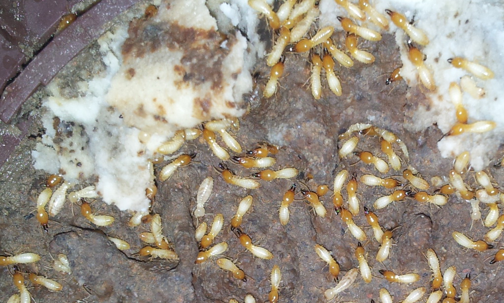 Termite, Termite Baiting, Termite Bait Stations, Termite Treatment ...