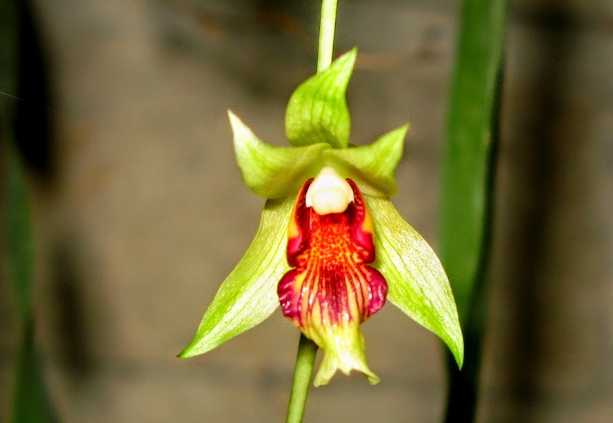 Asociación Jalisciense de Orquideología: Descripciones de Plantas (A-E)