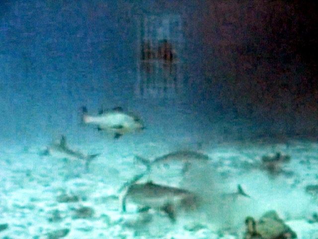 Poseidon's Underworld: June 2019