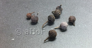 A Harmony of Flavors: Get to Know Some Less-Known Pepper Varieties