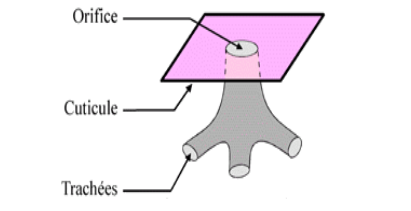 Système trachéen et respiration chez les insectes