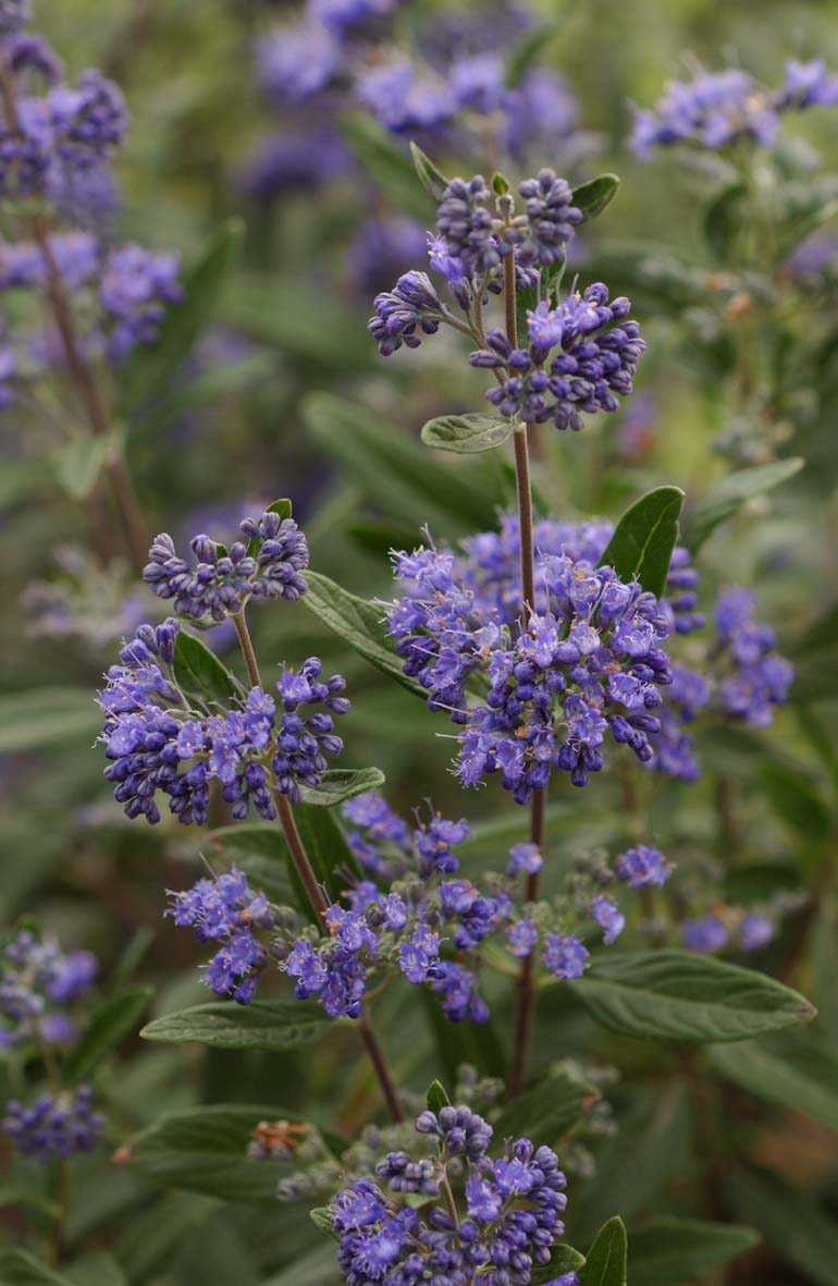 Caryopteris : El Mundo y sus Plantas
