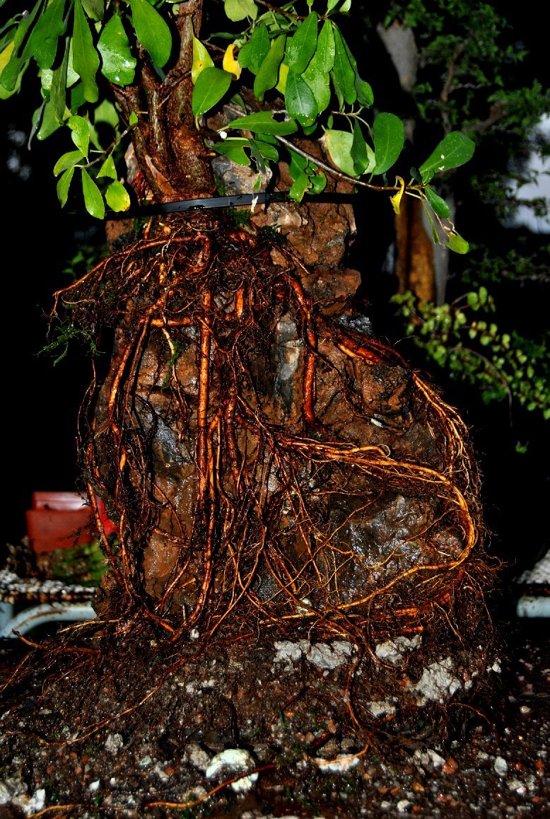 LENNARD'S BONSAI BEGINNINGS.: Experimental root over rock/root clinging ...