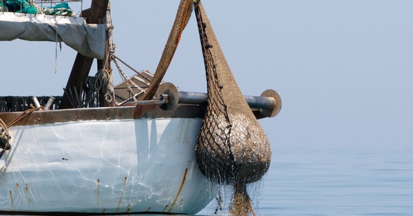 Dolphin Biology and Conservation: Trawler catch