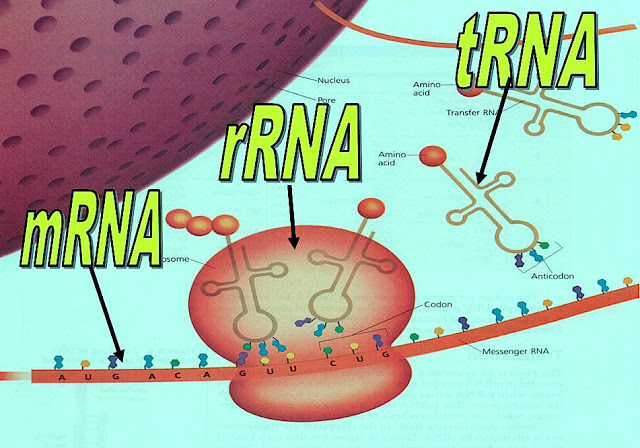 Mrna Trna And Rrna Youtube