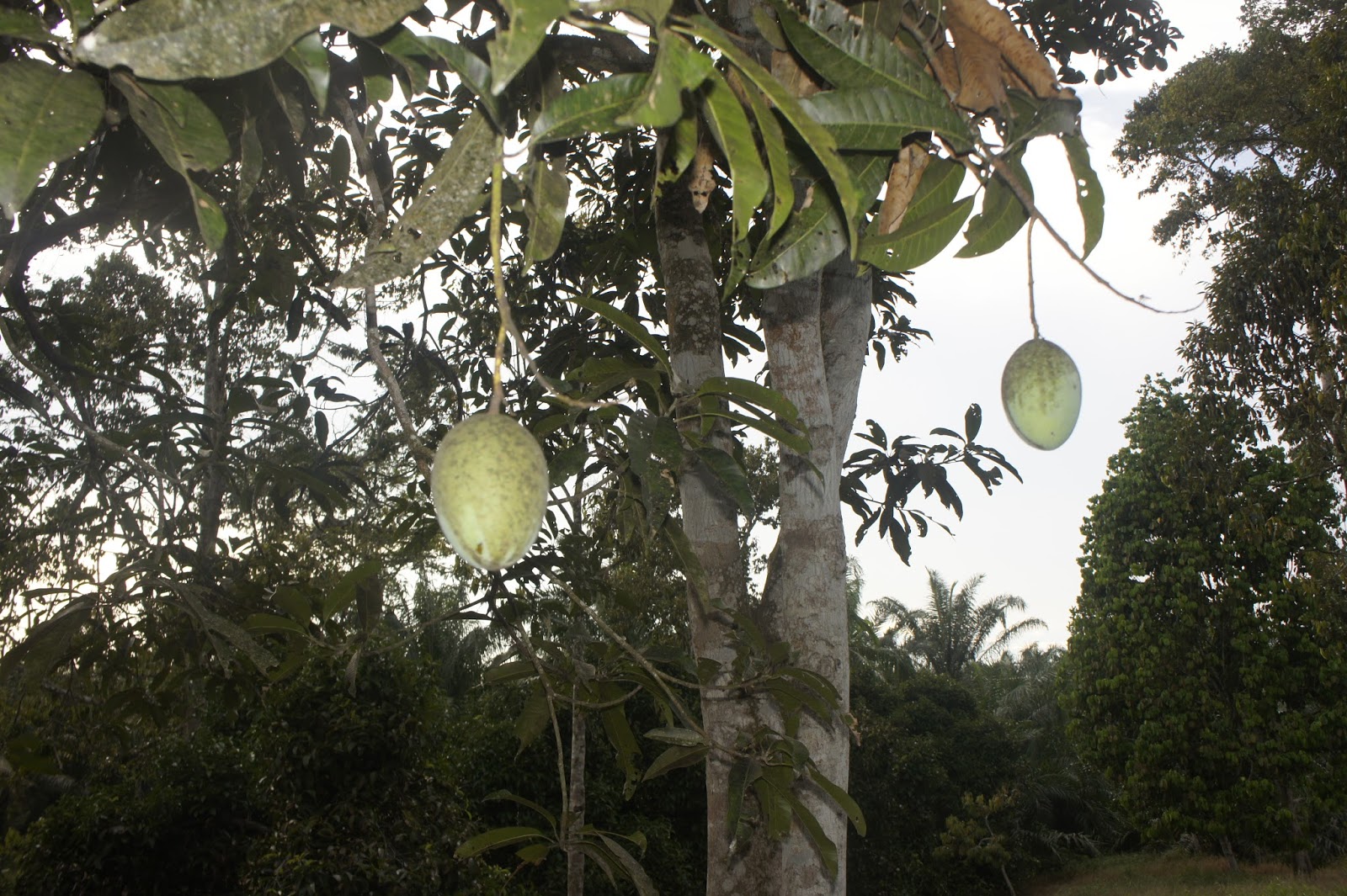 Warisan Petani: Tanaman Kuini vs Mangga.