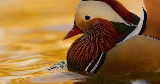 ANIMALS TIME : Mandarin Duck (Gallery 7)