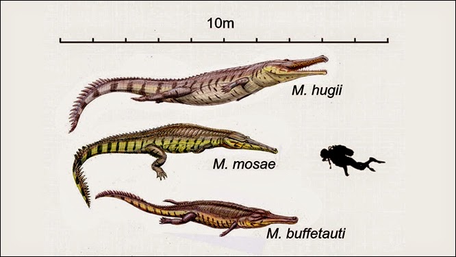 Espaço e Memória: 'Machimosaurus' portugueses são os mais antigos do mundo