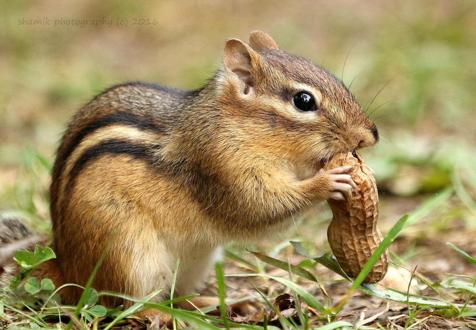 Shamik Photography ~ Devoted to the Natural Elements: Eastern Chipmunk