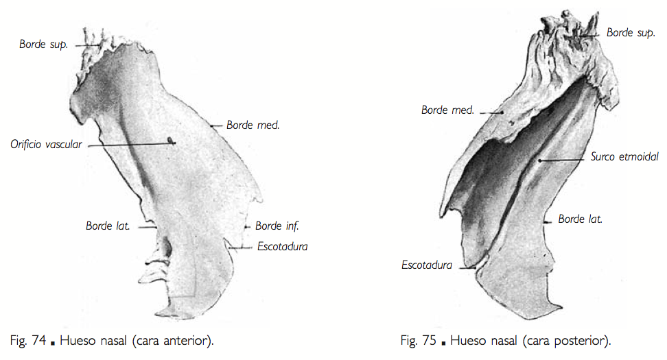 Morfofunción: Cabeza y cuello: propios de la nariz