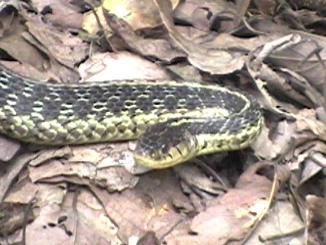 The Adventure Continues