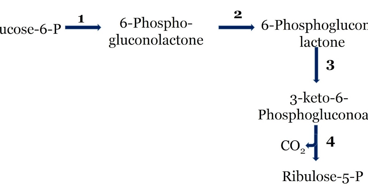 Carbohydrate Metabolism: MCQ on Pentose Phosphate Pathway