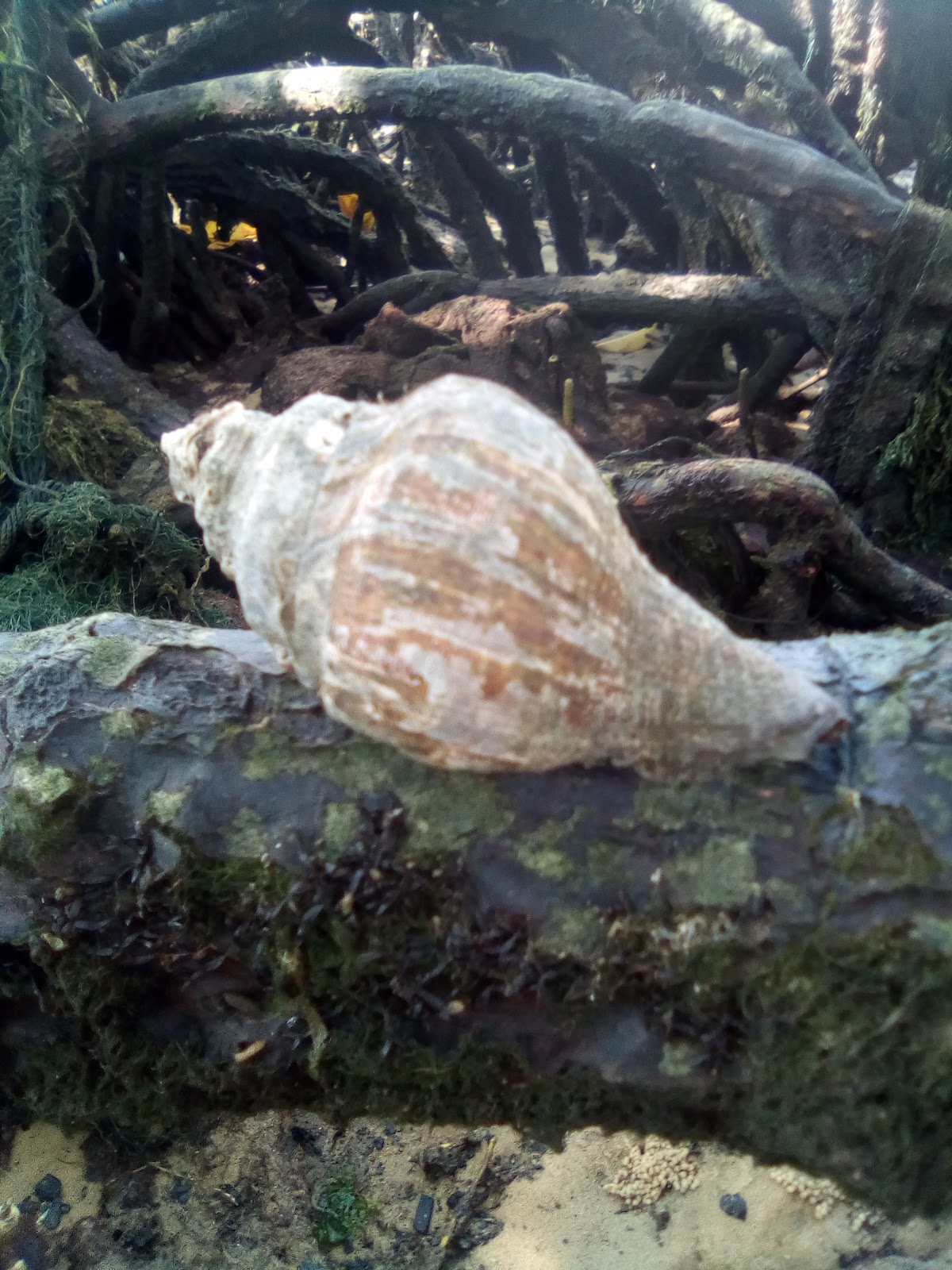 umang umang sungai ~ SentapBrow