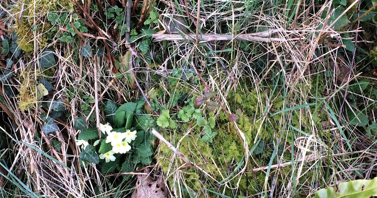 Nature inspires : 'EMERGING'