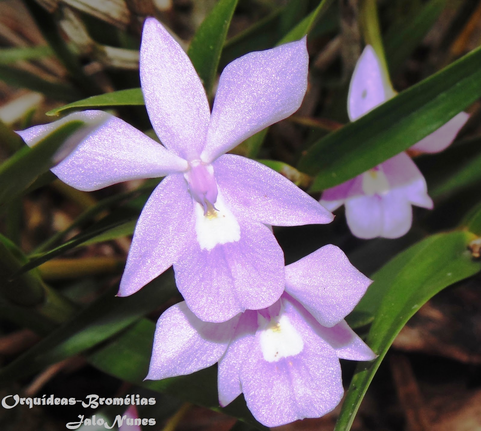 ORQUÍDEAS * BROMÉLIAS: 5 - Orquídea: Dimerandra emarginata