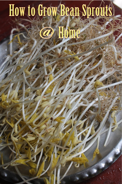 Mung Bean Sprouts | How to Sprout Mung Beans