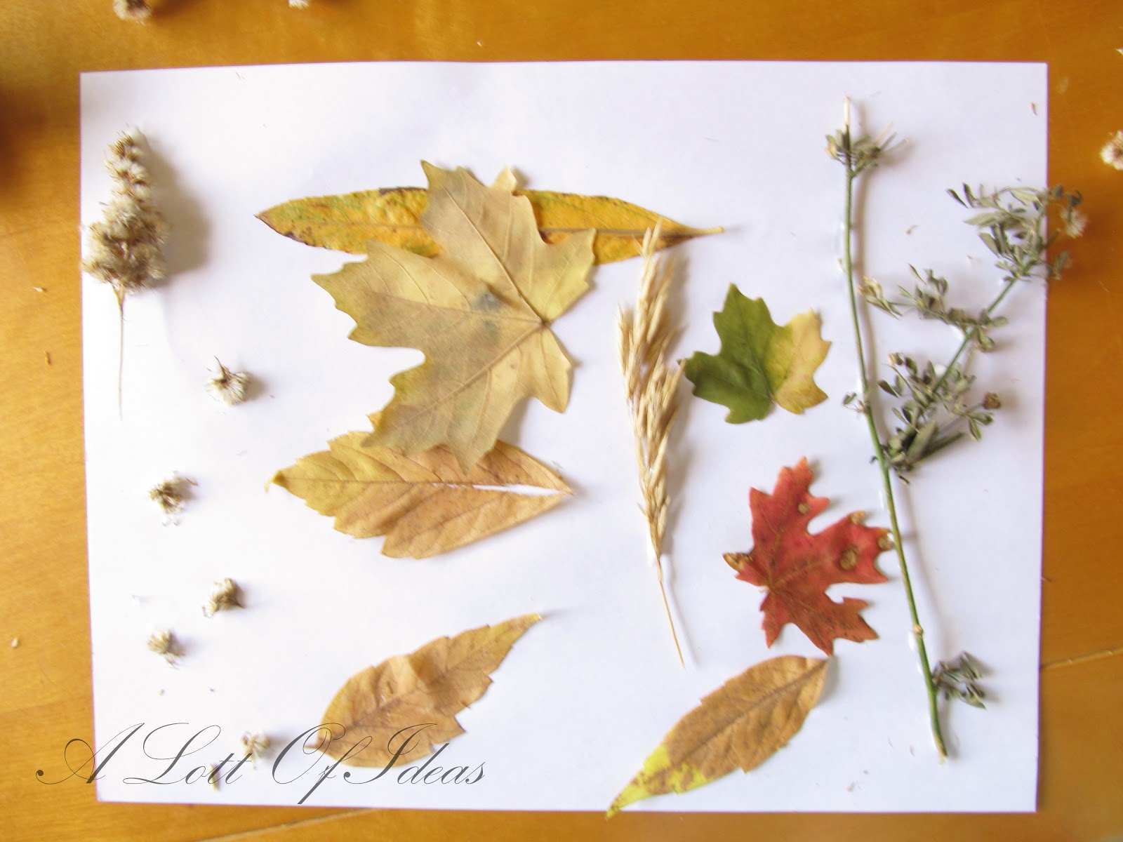 A Lott Of Ideas