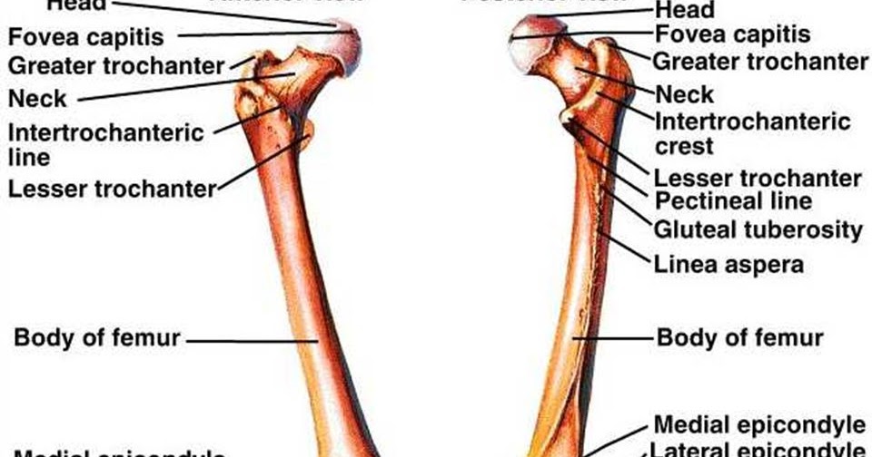Anatomy of Femur Bone