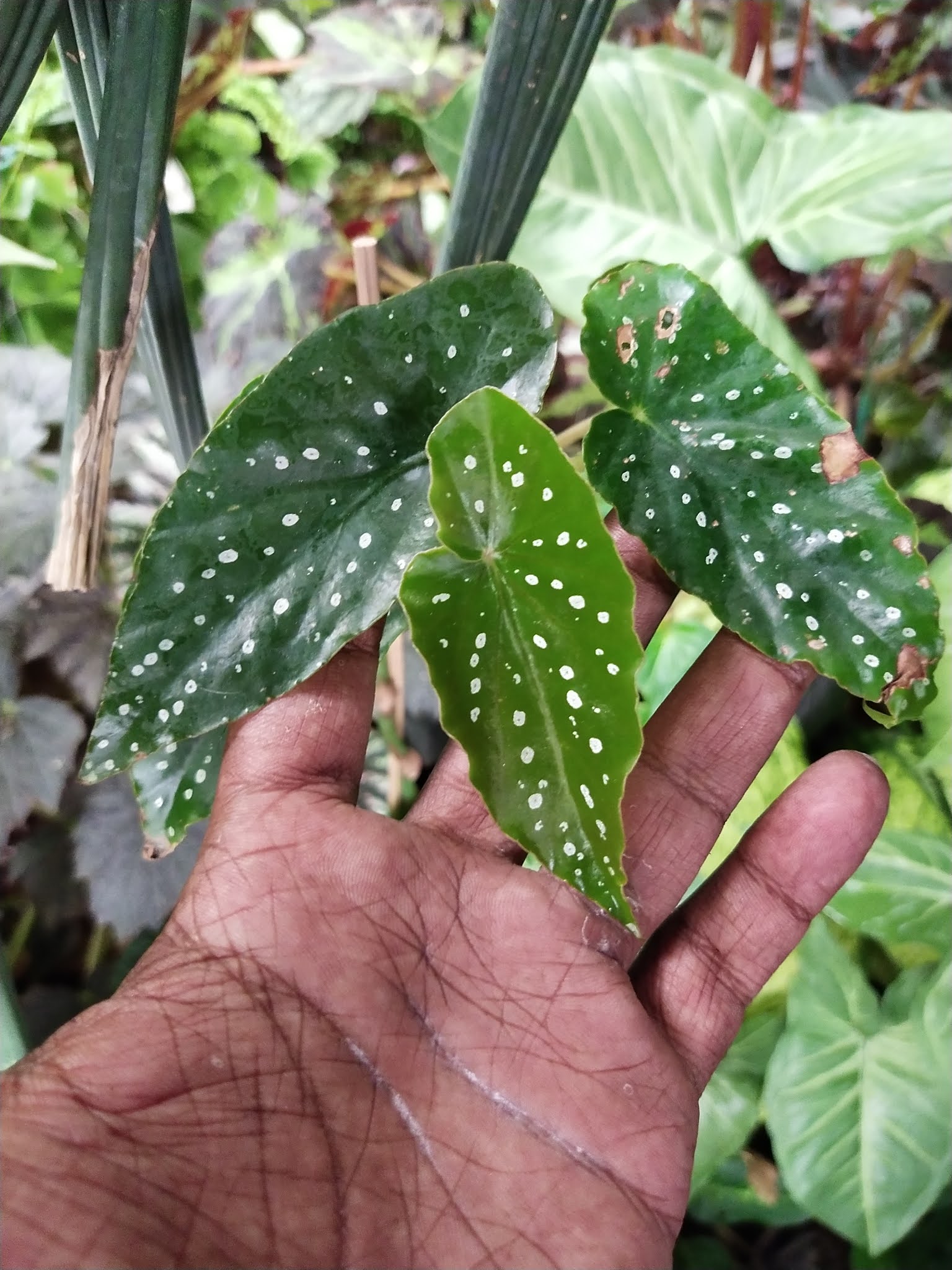 Garden Chronicles of James David: Cane Begonia 'Albo-picta var rosea'
