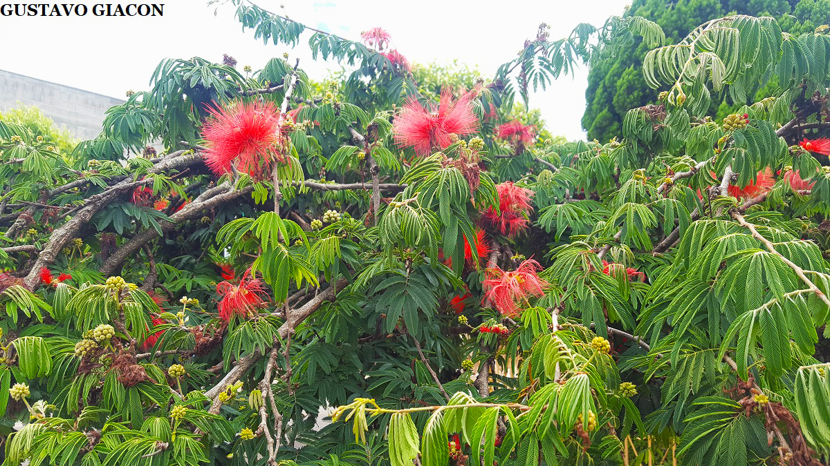 Viveiro Ciprest - Plantas Nativas e Exóticas: Caliandra Vermelha de ...