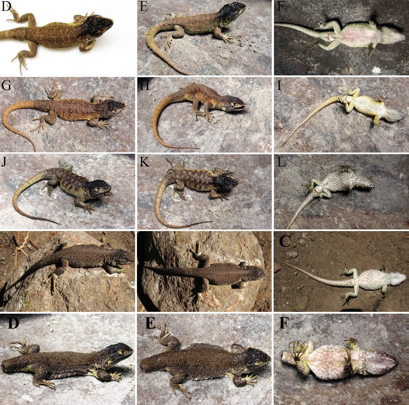 Species New to Science: [Herpetology • 2021] Liolaemus warjantay • A ...