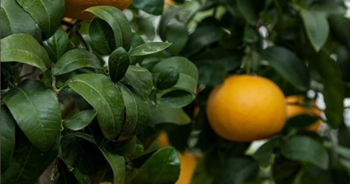 A Haitian Treasure: Chadek (Grapefruit)