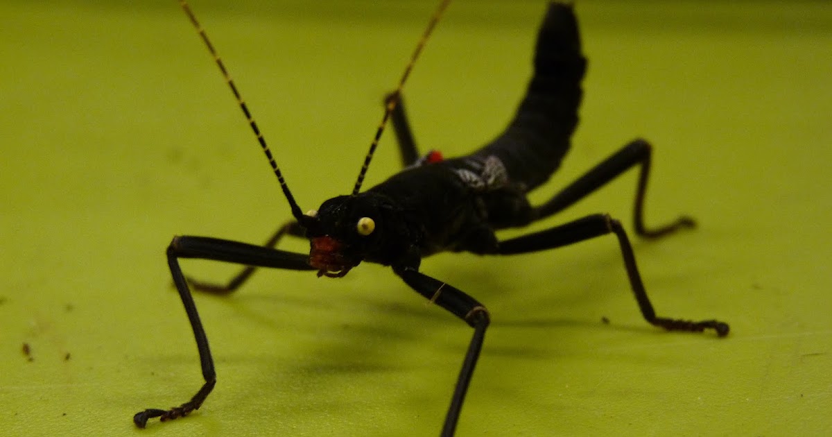 Djurvårdsbloggen Ingelstadgymnasiet: Vandrande pinnar