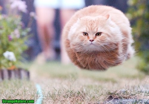 Funny Cat Photos - Flying Cat ~ Funny Photo