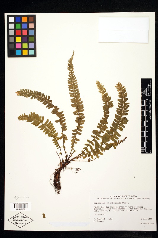 FAMILIA DE HELECHOS EN PUERTO RICO: ASPLENIACEAE ASPLENIUM Y HEMIDICTYUM