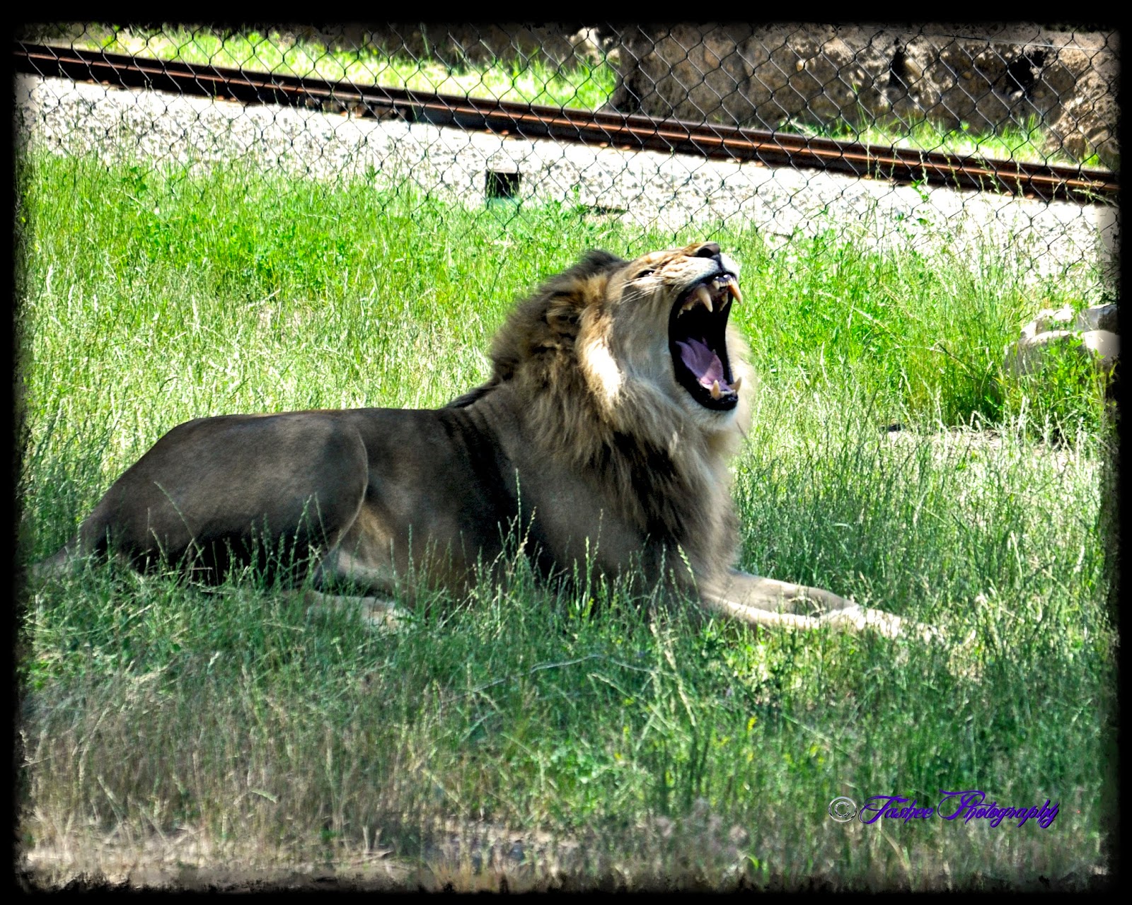 Tashee Photography: Hogle Zoo - Lions, Zebras and Ostriches too. Plus ...