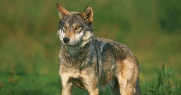 White Wolf : First wolf in Belgium: Authorities warn "If you kill him ...