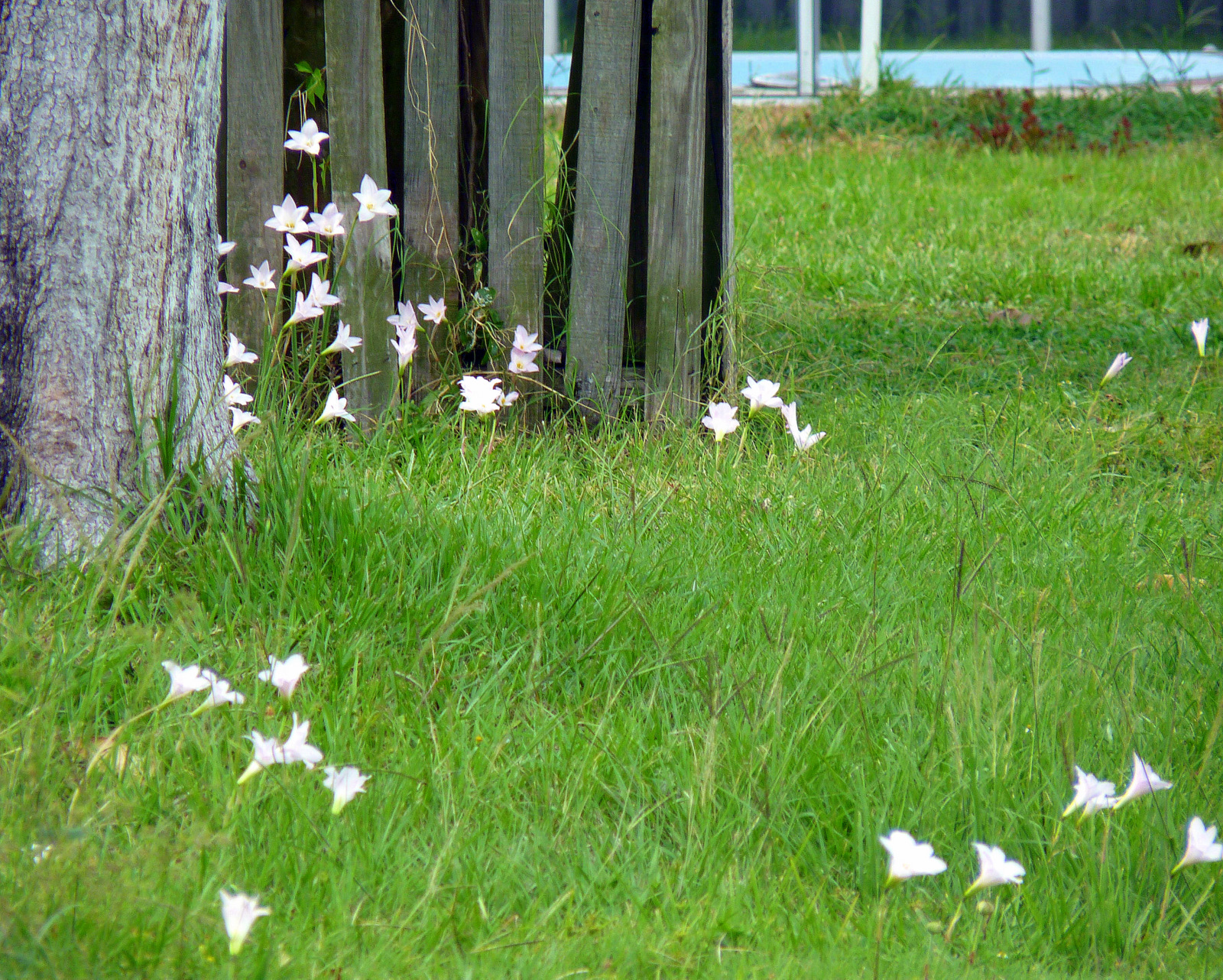 My Florida Backyard: Lily Was Here