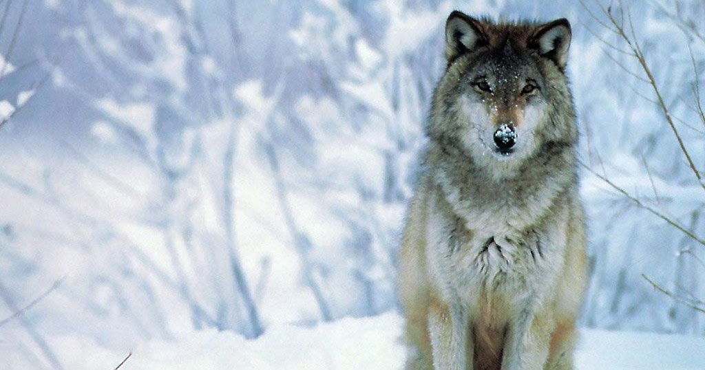 WOLFPEDIA : Lobos