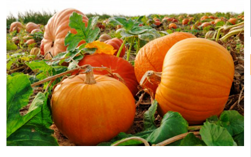 Tips praktis bagi anda: Kandungan gizi labu kuning dan Manfaatnya bagi ...