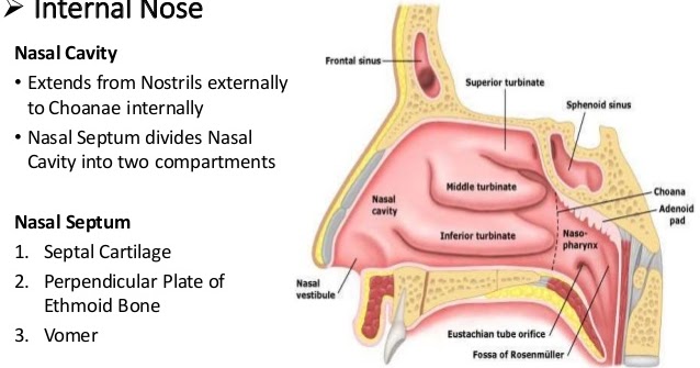 amudu: What are the different types of cells in the nose